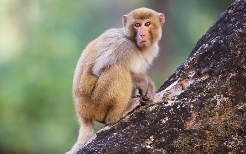 Possible Autism Biomarker Found in Monkeys - Scientific American
