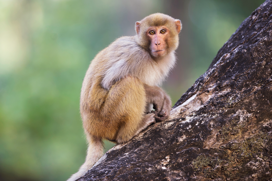 Possible Autism Biomarker Found in Monkeys | Scientific American
