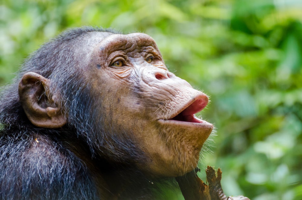 Human Speech Evolution Gets Lip-Smacking Evidence | Scientific American