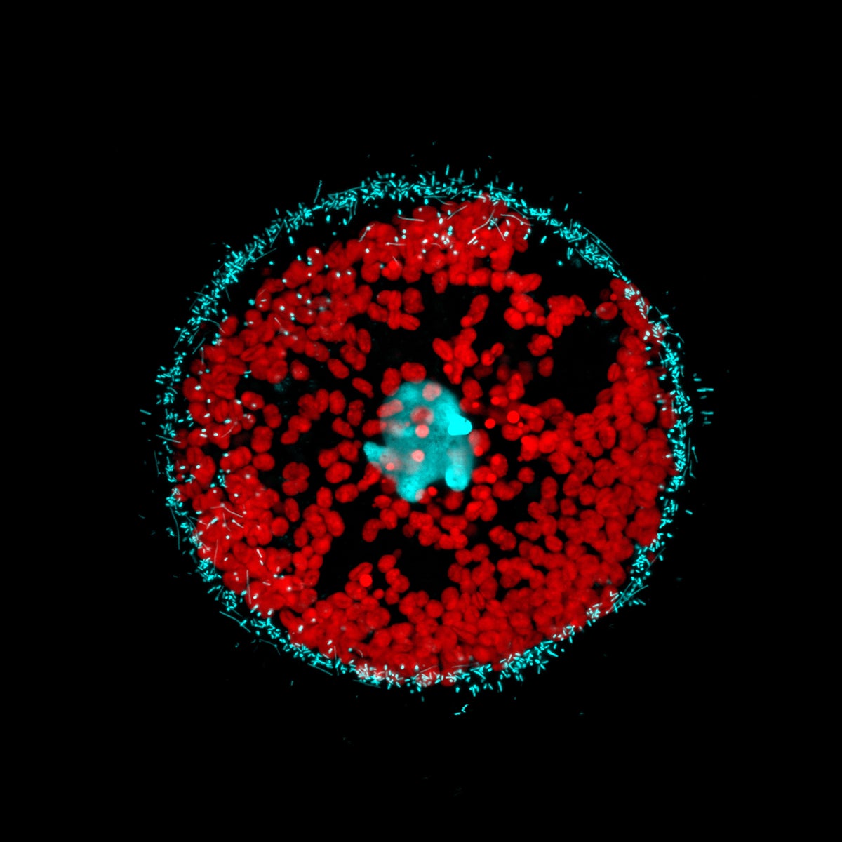 Even Tiny Phytoplankton Have Microbiomes | Scientific American
