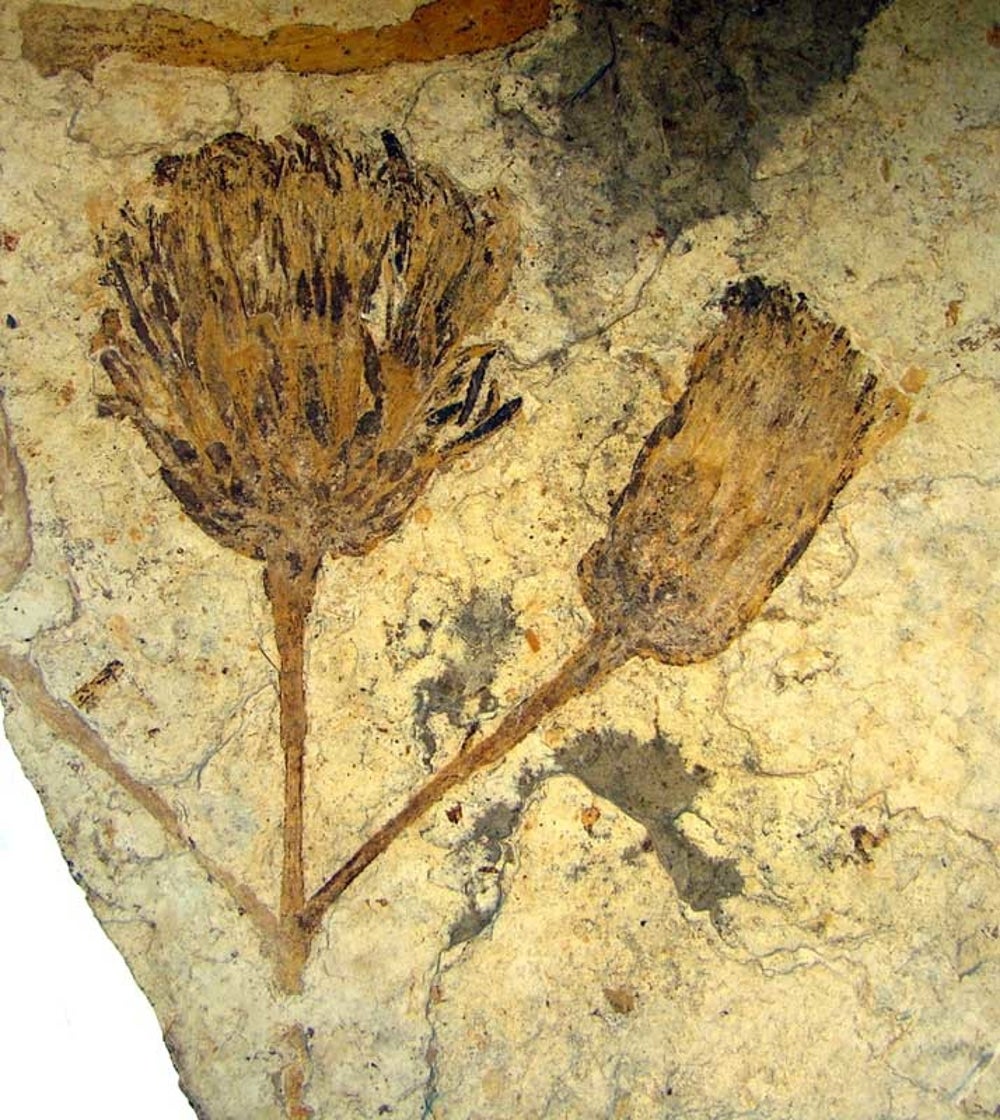 Early bloomer: Ancient sunflower fossil colors picture of Eocene flora ...
