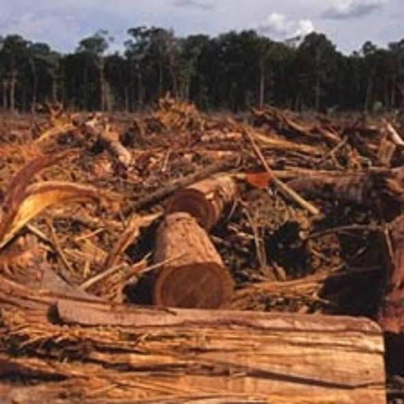 Earning Billions for U.S. Farmers by Stopping Global Deforestation ...