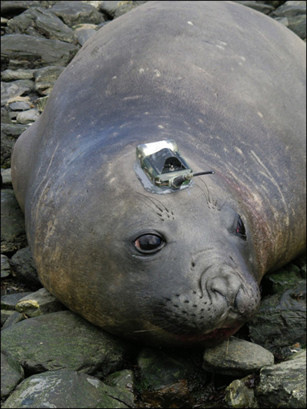 Seal Tracking | Scientific American