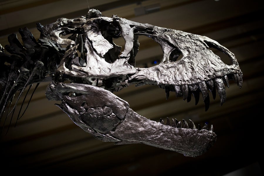 T. rex May Have Had Lips | Scientific American