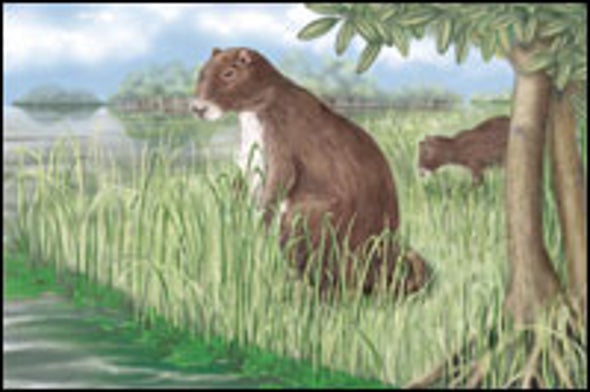 Giant Extinct Rodent Was Guinea Pig Relative - Scientific American