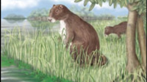 Giant Extinct Rodent Was Guinea Pig Relative - Scientific American