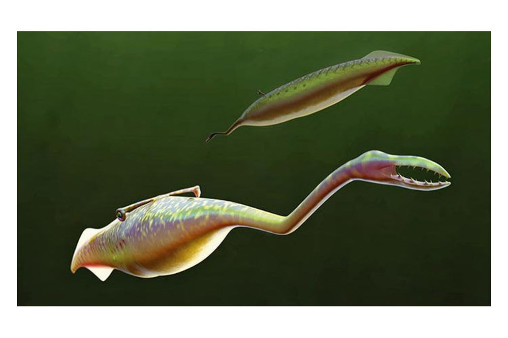Tully Monster Mystery Solved, Scientists Say | Scientific American