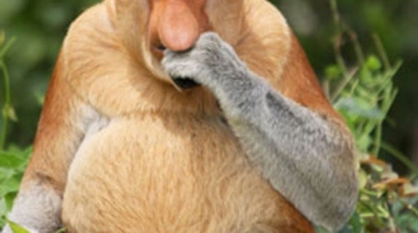 Fossils of Earliest Old World Monkeys Unearthed - Scientific American