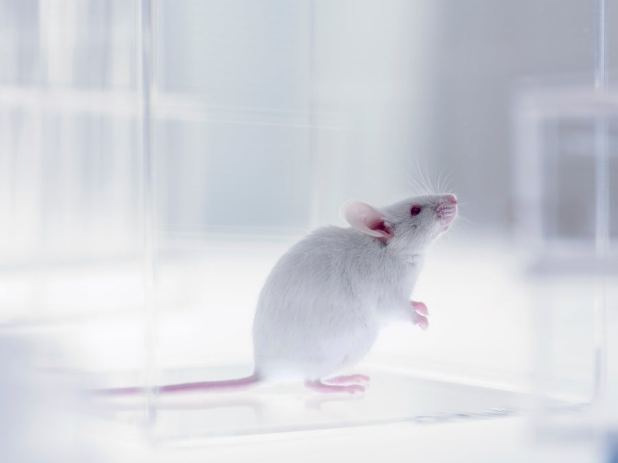 Bright Light Speeds Up Aging in Mice | Scientific American