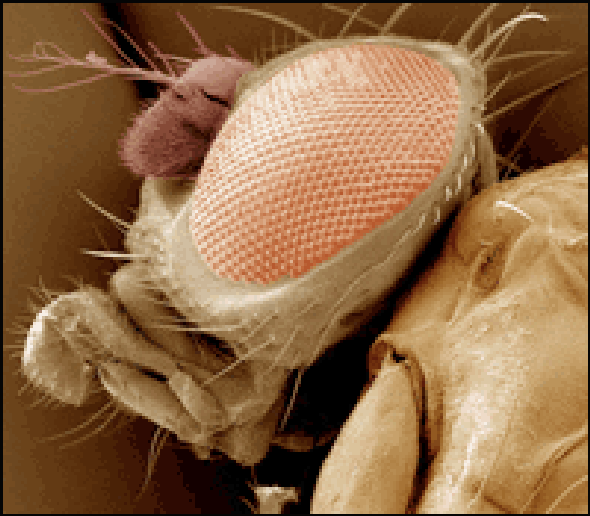 P[acman] Unlocks Virtually All Areas of the Fruit Fly Genome ...