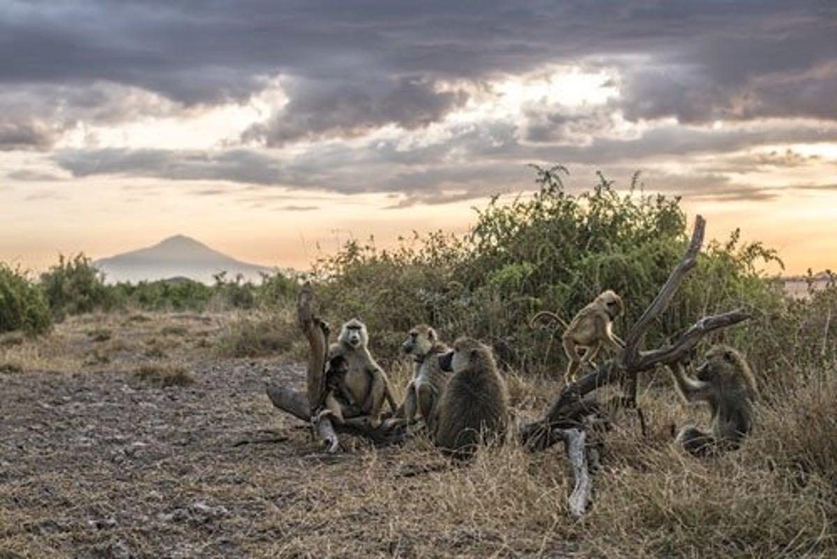 What Can Baboon Relationships Tell Us about Human Health? | Scientific ...