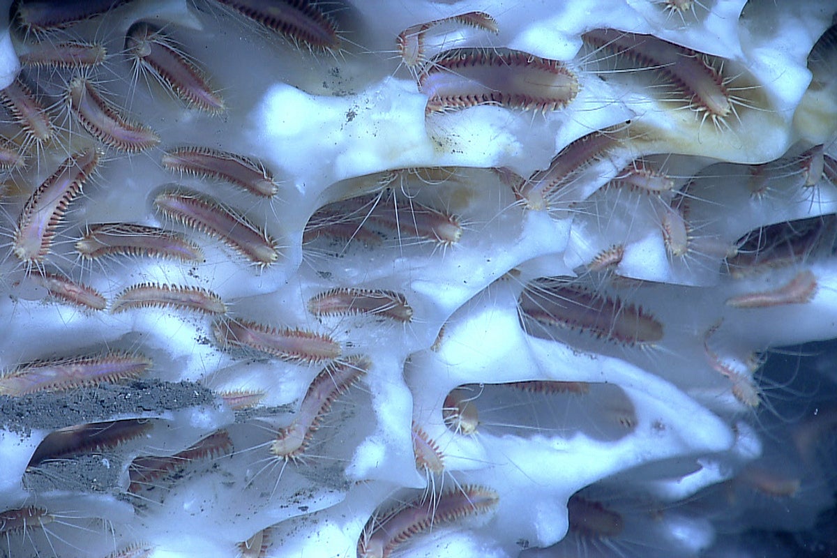 Should the World Tap Undersea Methane Hydrates for Energy? | Scientific ...