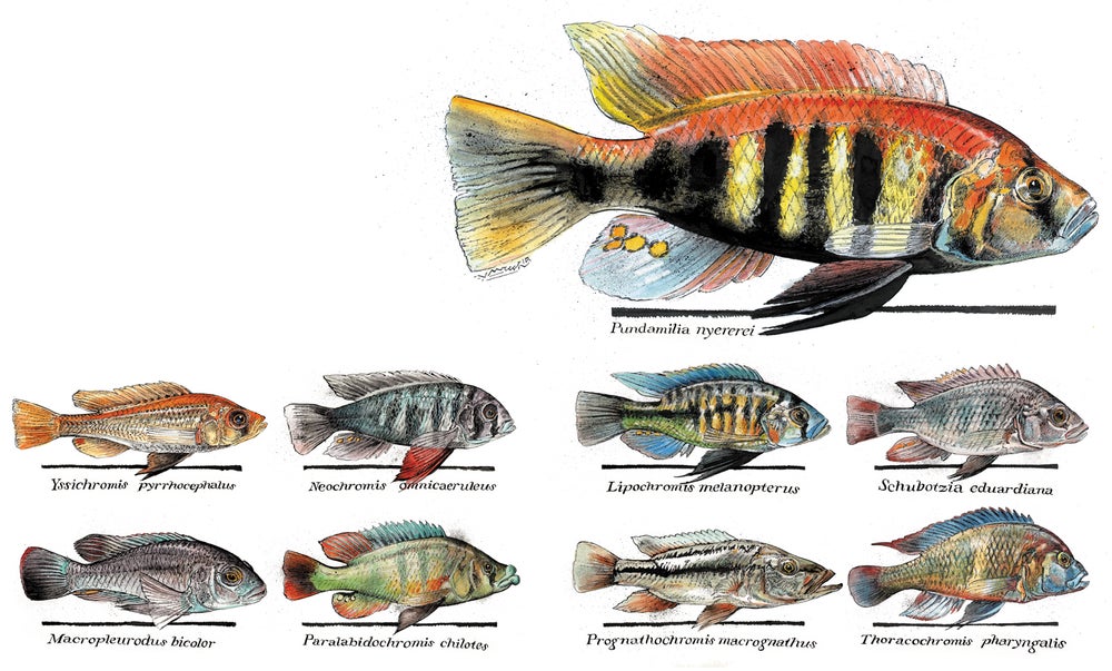 The Extraordinary Evolution of Cichlid Fishes | Scientific American