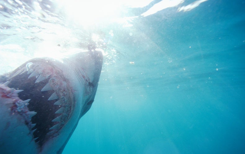 The Mind of the Predator - Scientific American