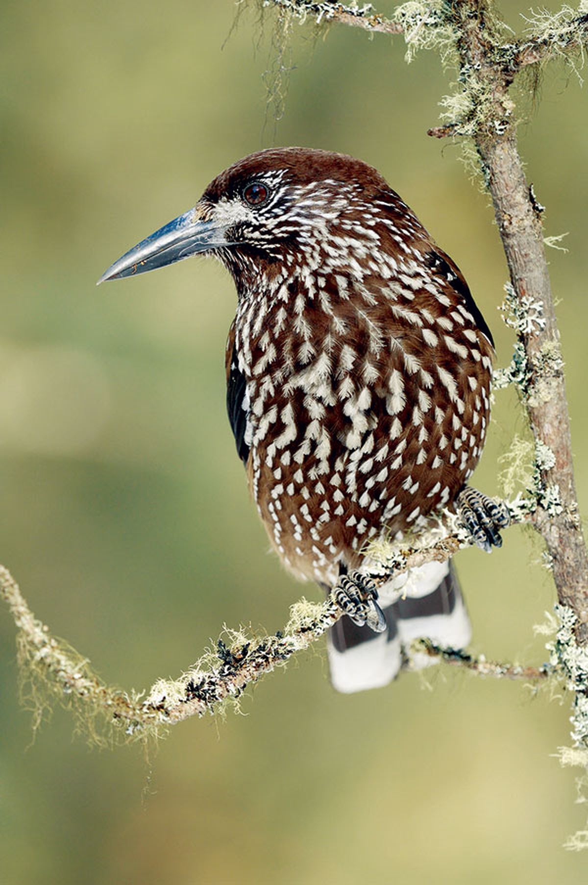 Clever Bird Uses Nature as Its Breadbox | Scientific American