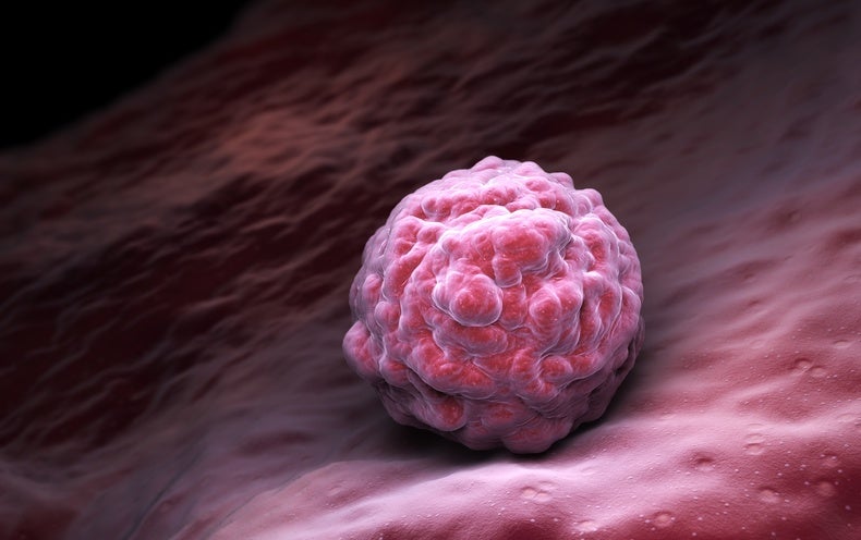 Hybrid Human–Chicken Embryos Illuminate Key Developmental Milestone ...