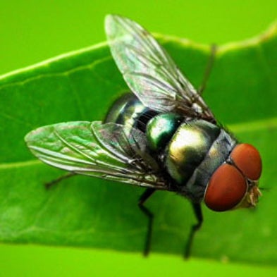 Flesh-Eating Flies Map Forest Biodiversity - Scientific American
