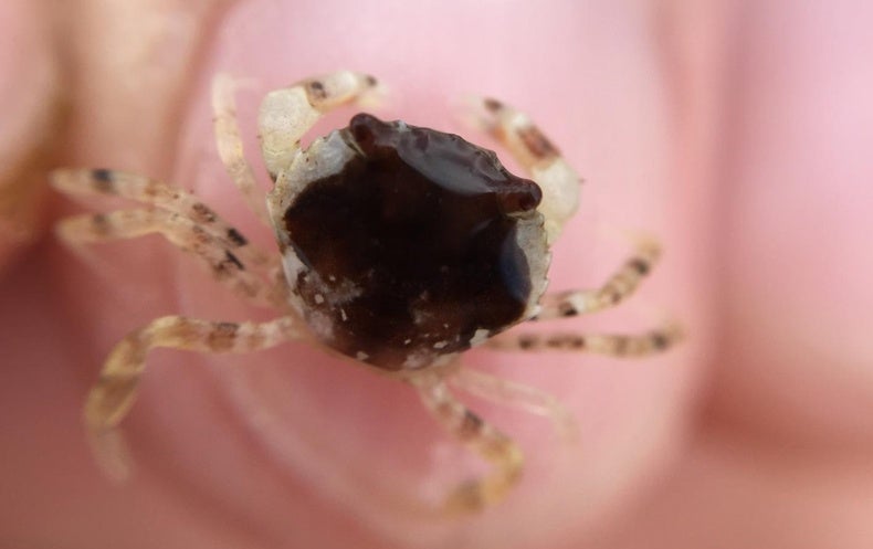 Stress from Undersea Noise Interferes with Crab Camouflage - Scientific ...