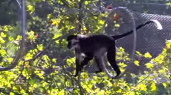 Zoos of the Future Break Down the Enclosure Walls - Scientific American