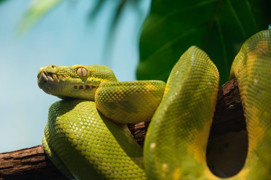 CRISPR-Edited Mouse Genes Help Us Understand How Snakes Lost Their Legs ...