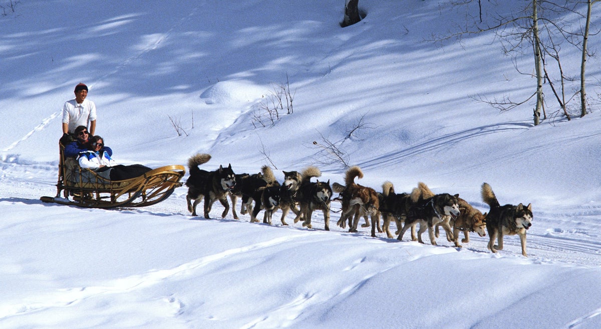 From Wolf to Woof Twice | Scientific American