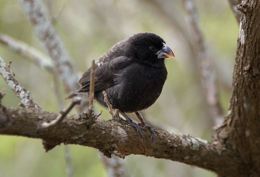 Evolution of Darwin's Finches Tracked at Genetic Level | Scientific ...