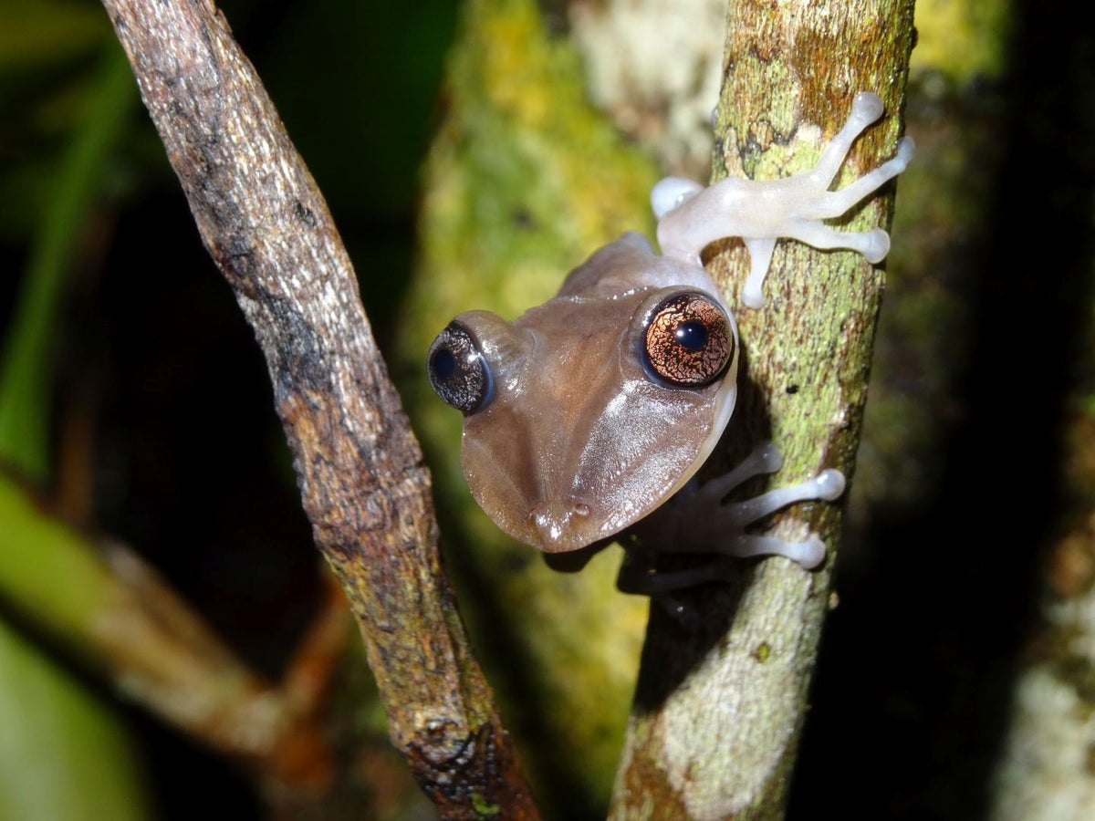 Frog Picks Maternity Ward Like Goldilocks | Scientific American
