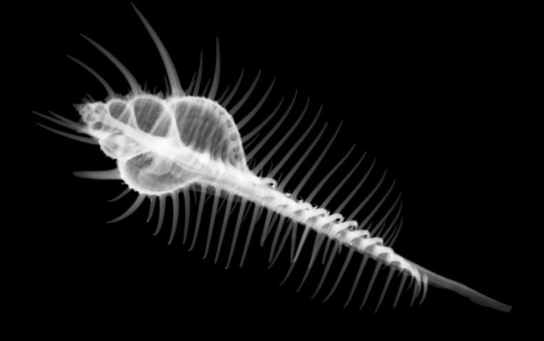 How Seashells Take Shape - Scientific American