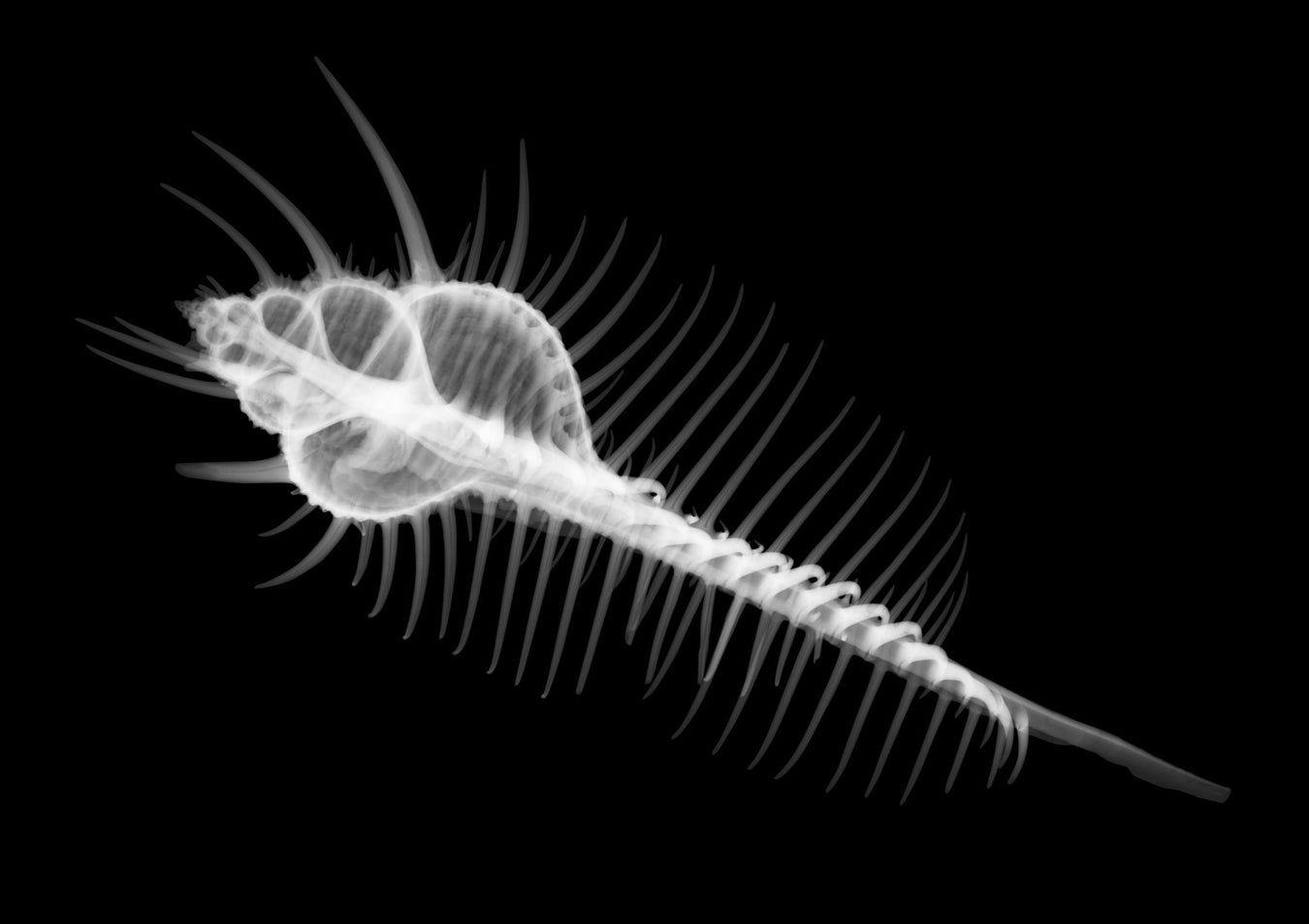 How Seashells Take Shape | Scientific American