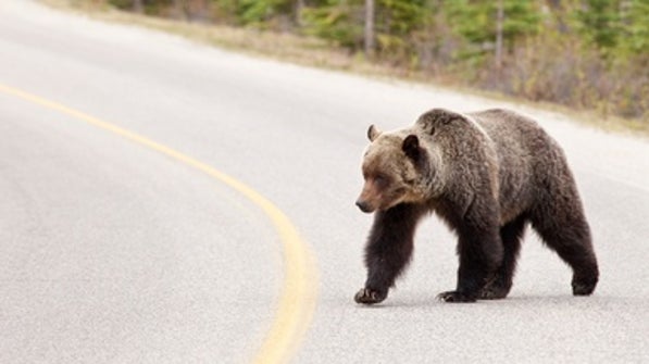 Animals Worldwide Stick Close to Home When Humans Move In - Scientific ...