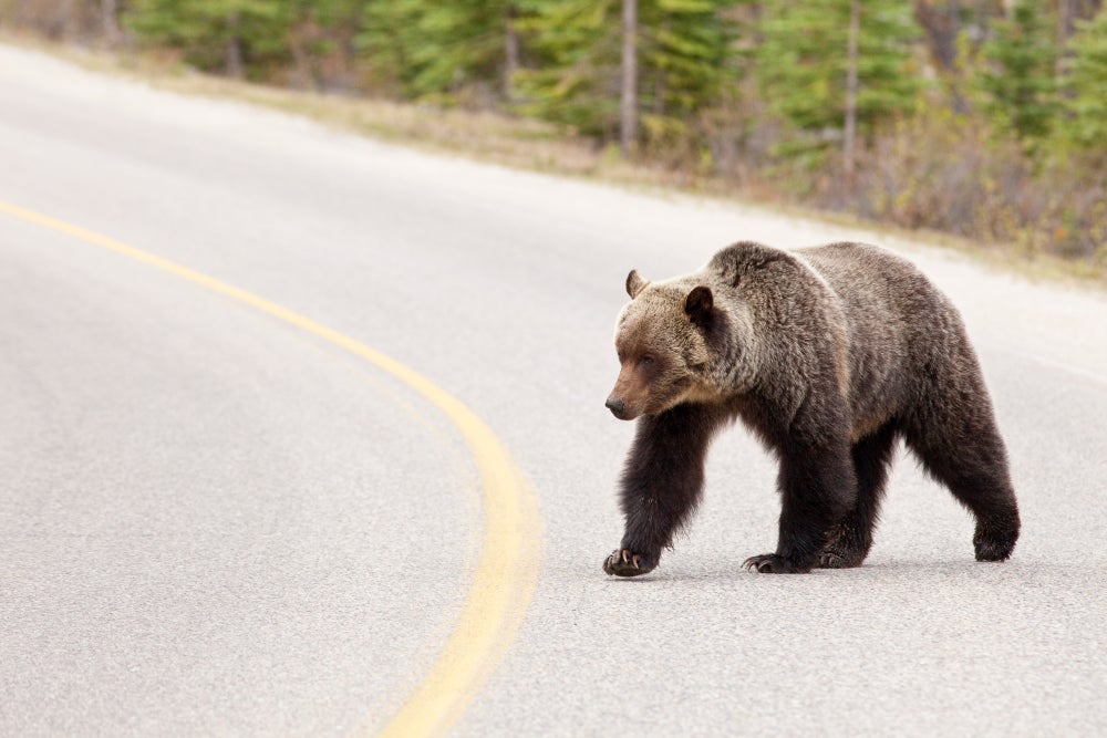Animals Worldwide Stick Close to Home When Humans Move In | Scientific ...