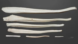 Stories by Matilda Brindle News and Research - Scientific American