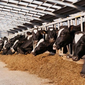 How Does Meat in the Diet Take an Environmental Toll? - Scientific American