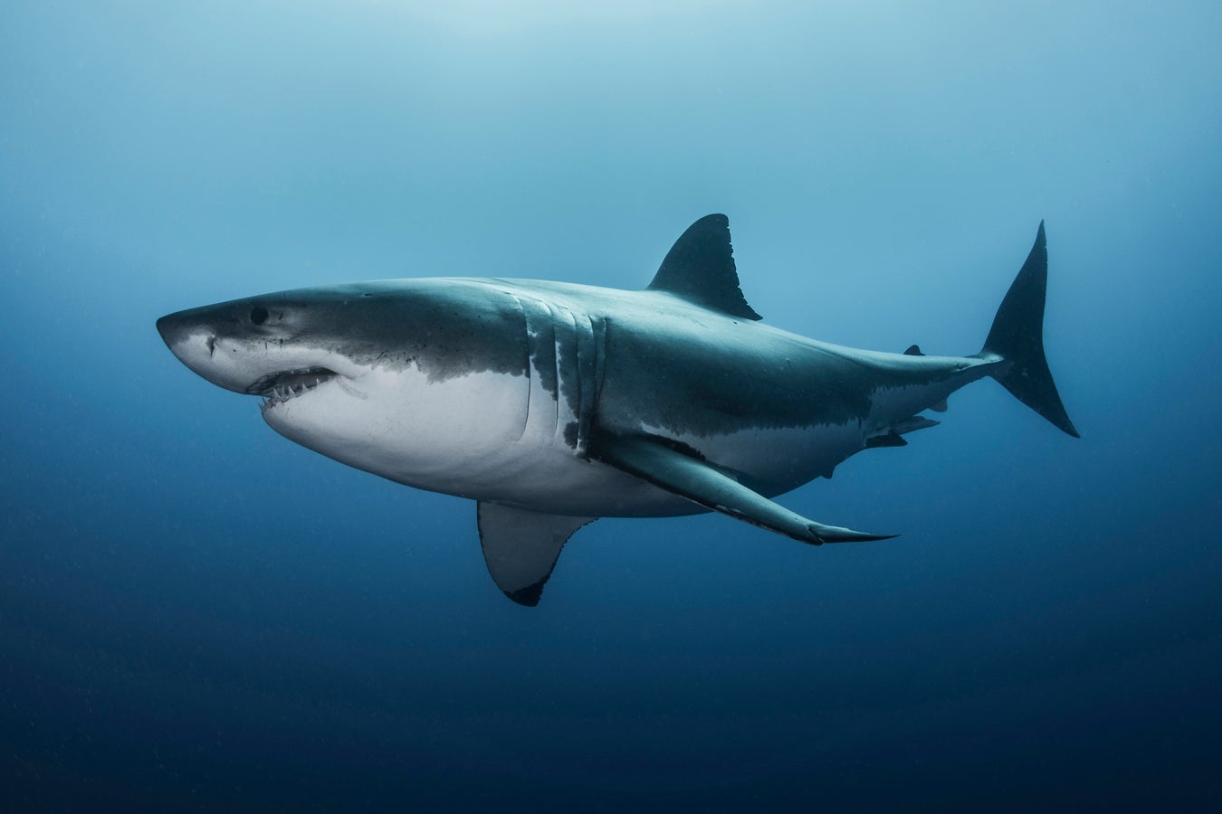 Ocean Acidification Could Eat Away At Sharks Teeth And Scales