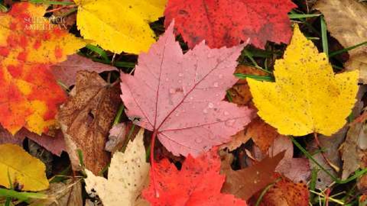 Why Do Autumn Leaves Change Color? | Scientific American