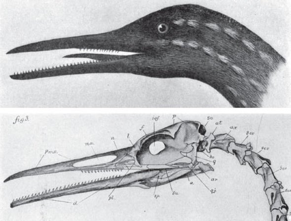 Large Loon Fossil, with Lots of Teeth, 1915 - Scientific American