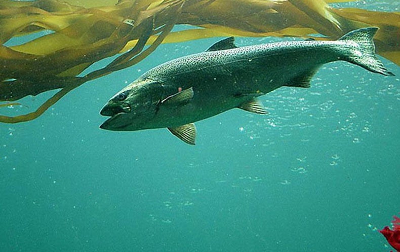 Popular Sport Fish May Be Headed for Broad Extinction in California ...