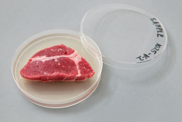 The Quest for Lab-Grown Meat - Scientific American