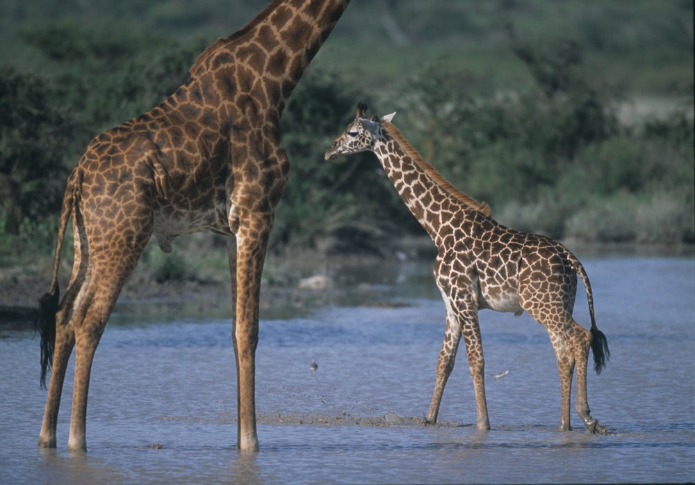 Mom's Genes Make Some Giraffes Hard to Spot | Scientific American