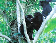 Sigma Chi Chimpy - Scientific American