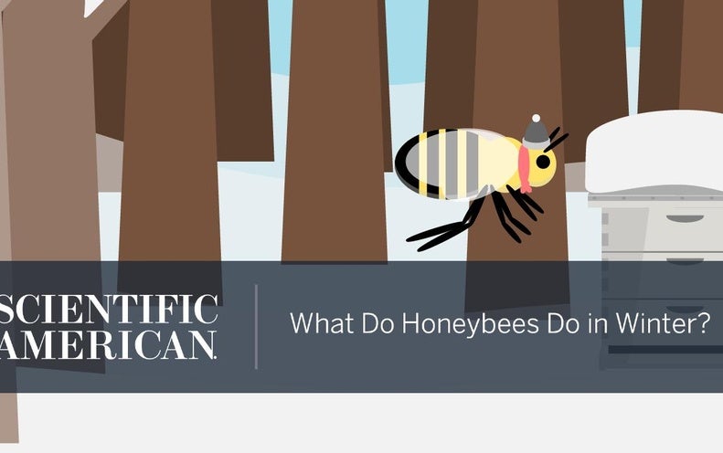 To Stave Off Winter's Chill, Honeybees Hug - Scientific American