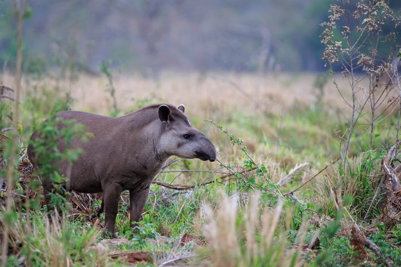 Tapirs Help Reforestation via Defecation | Scientific American