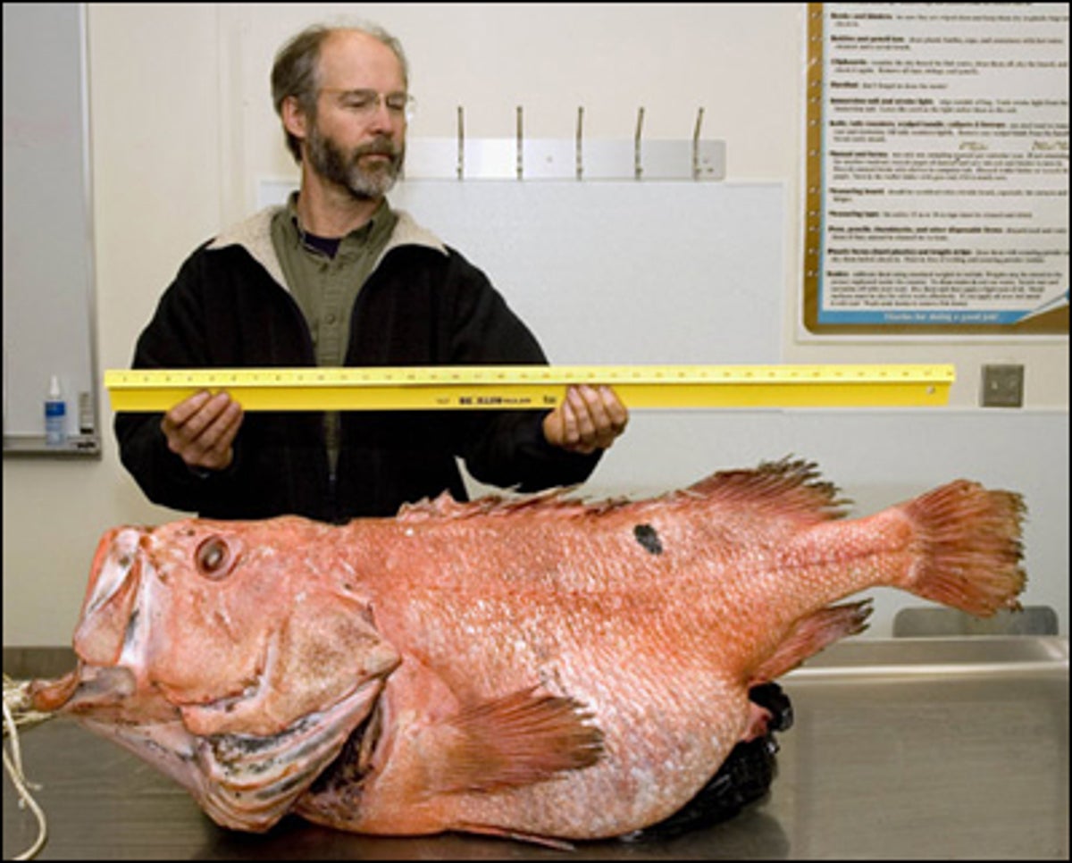 Rockfish of Ages | Scientific American