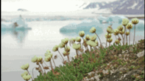 Blowing in the Wind: Arctic Plants Move Fast as Climate Changes ...