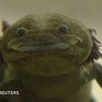 Biology's Beloved Amphibian--the Axolotl--Is Racing toward Extinction ...