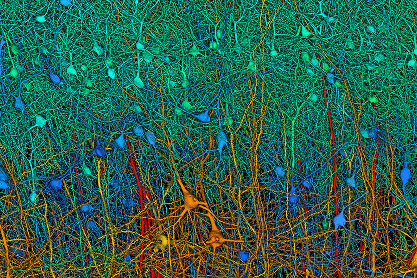 Mapping the Brain to Understand the Mind | Scientific American