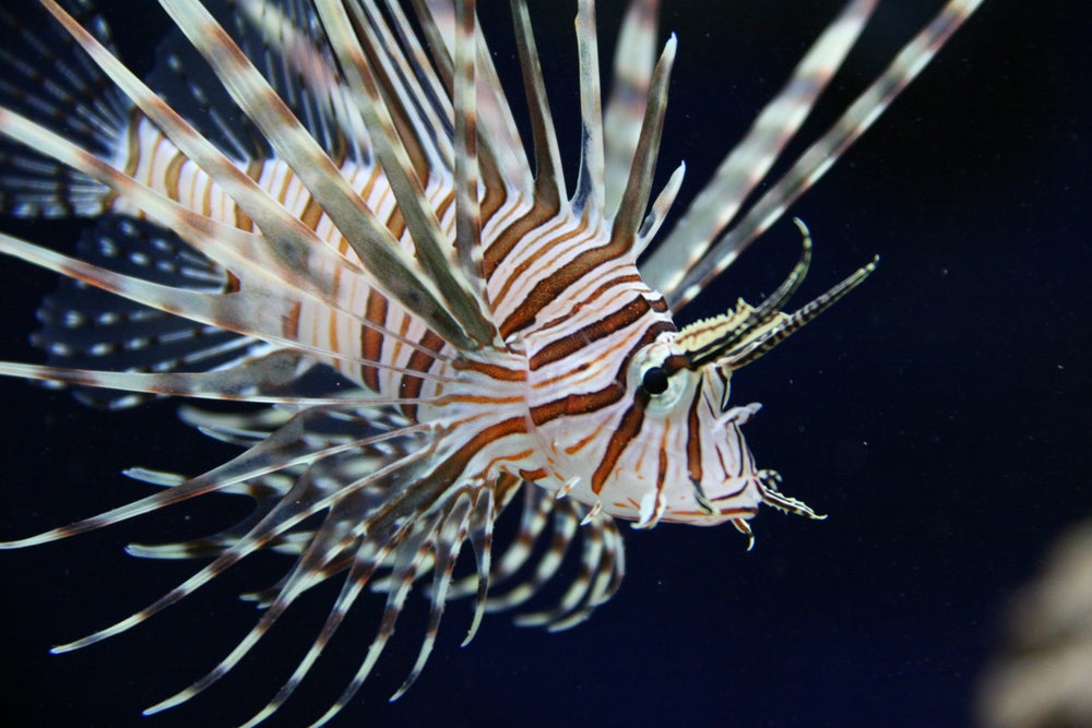 Invasive Lionfish Arrive in the Mediterranean | Scientific American