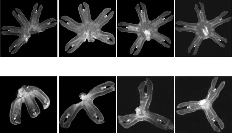 Jellyfish "Gooeyness" Could Be a Model for Self-Healing Robots ...