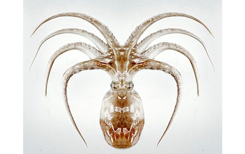 Curiouser and Curiouser--Octopus's Evolution Is Even Stranger Than ...