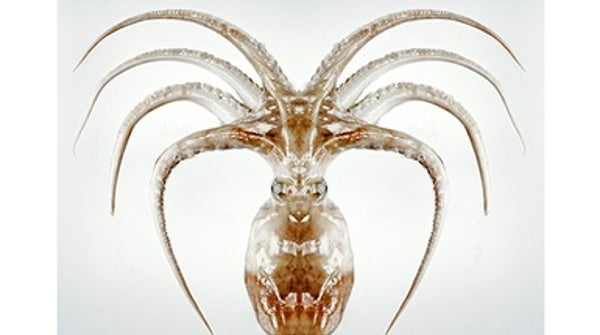 Curiouser and Curiouser--Octopus's Evolution Is Even Stranger Than ...